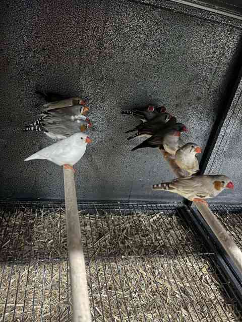 Aviary Zebra Finches! IN STORE NOW | Birds | Gumtree Australia Logan Area - Greenbank | 1329156058