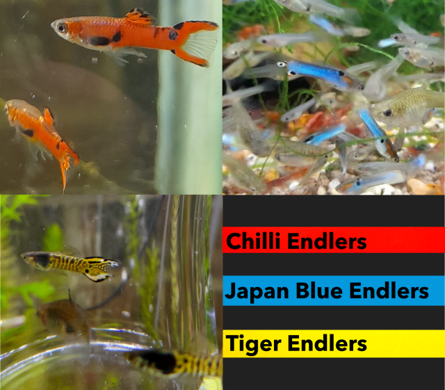 Japan Blue / Tiger / Chilli - Endler Guppy | Fish | Gumtree Australia ...