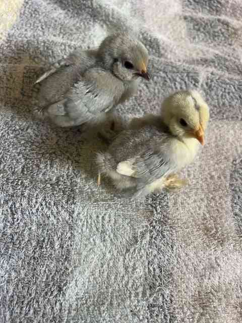 🐥🐥 Chicks- Bantam Breeds | Livestock | Gumtree Australia Ipswich City ...