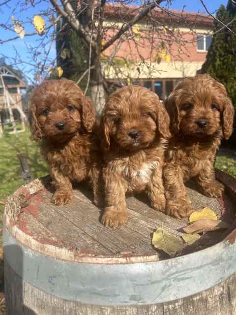 TOY Cavoodle Puppies 1st Gen DNA CLEAR *** | Dogs & Puppies | Gumtree ...