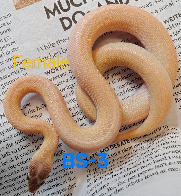 Pythons - Marble Childrens, Het Marble, Het Granite spotteds,monitors | Reptiles & Amphibians ...