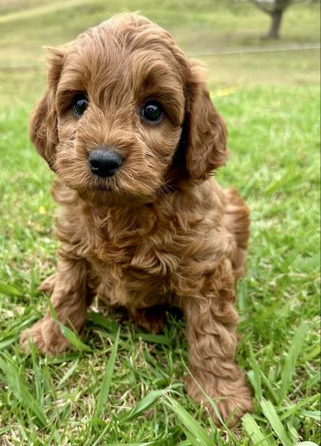Toy Cavoodle Puppies Ruby colour | Dogs & Puppies | Gumtree Australia ...