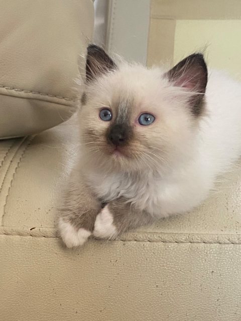 Siamese X Ragdoll kittens | Cats & Kittens | Gumtree Australia Coffs ...