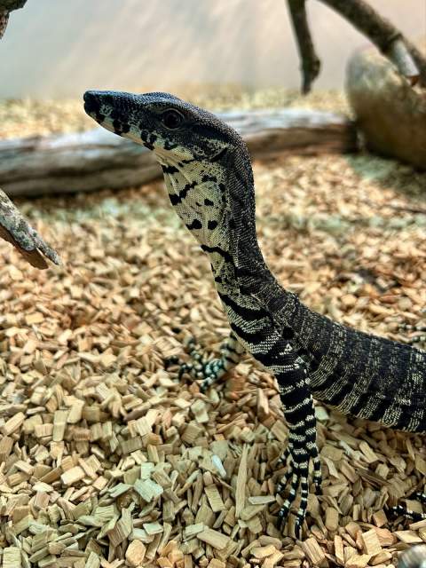 Lace Monitor,Turtle,Lizard,Snake,Woma,Abino Darwin,Gecko | Reptiles ...