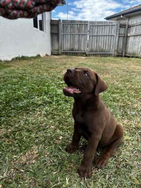 Chocolate Labrador cross puppies for sale | Dogs & Puppies | Gumtree ...