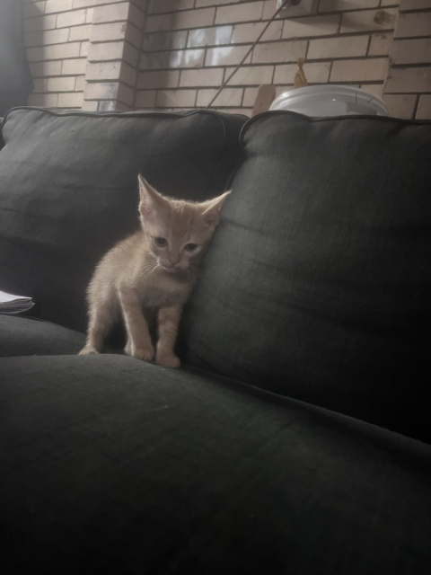 Bob tail male | Cats & Kittens | Gumtree Australia Logan Area - Boronia ...