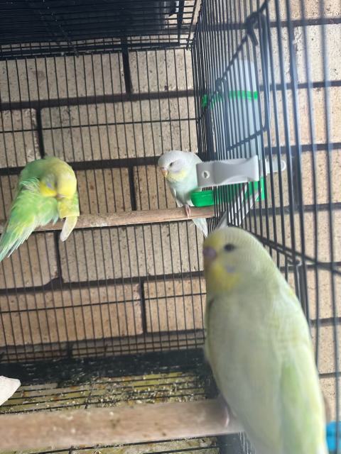 Budgies White Caps | Birds | Gumtree Australia Blacktown Area ...