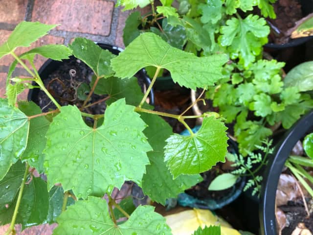 Table Grape Vine Plant - Plants in Parramatta NSW | Gumtree Australia
