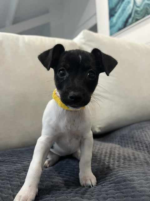 Mini Foxie x Jack Russell Puppies! | Dogs & Puppies | Gumtree Australia ...