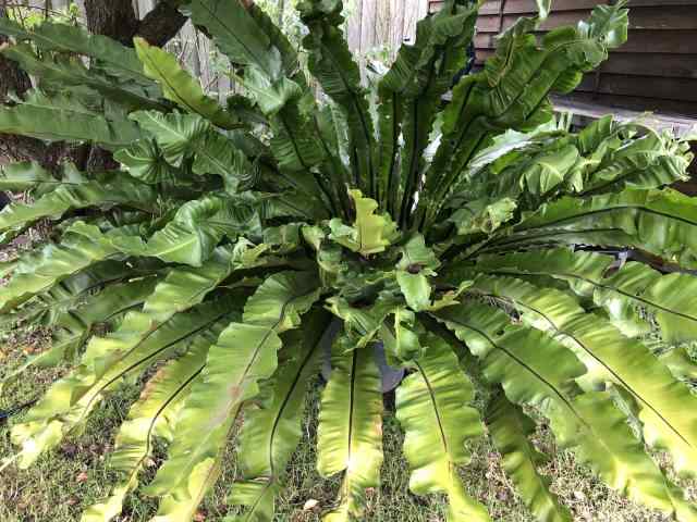Plant - Bird Nest Fern | Plants | Gumtree Australia Darebin Area ...