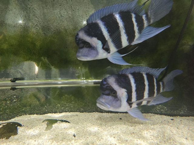 Large Moba Frontosa. | Fish | Gumtree Australia Camden Area - Grasmere ...