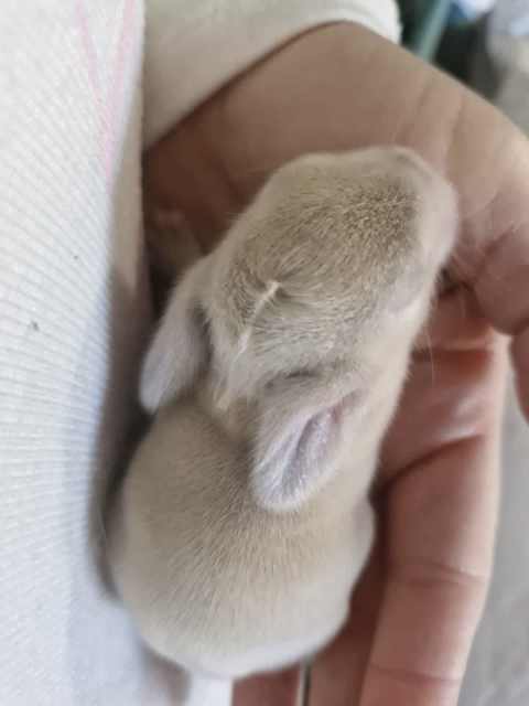Beautiful mini lop cashmere bunnies 🐰 ️ | Rabbits | Gumtree Australia ...