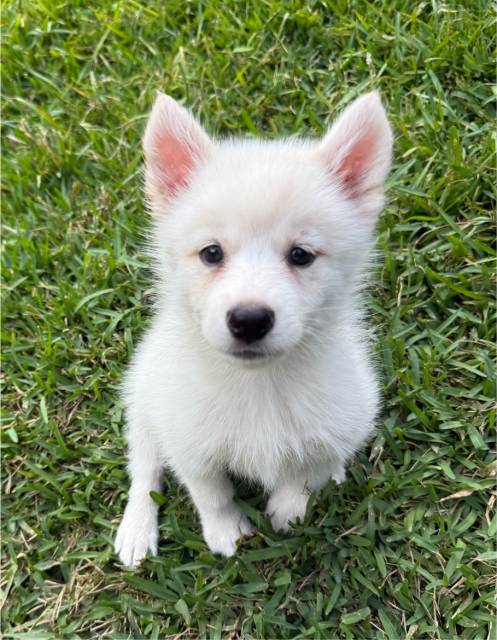 Pomsky puppies - ready to take home now | Dogs & Puppies | Gumtree ...