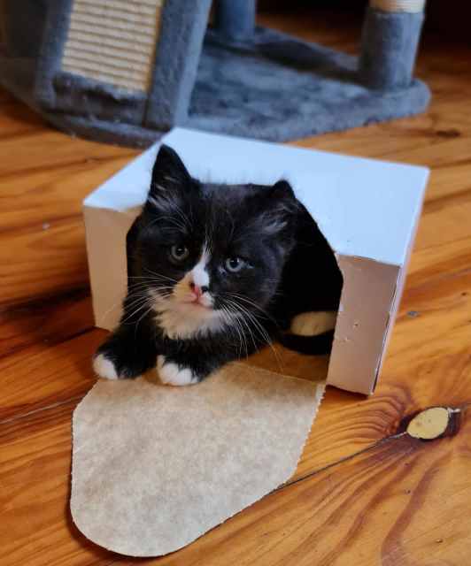 British shorthair x kittens | Cats & Kittens | Gumtree Australia ...