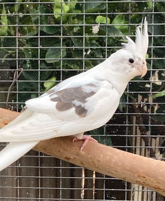 Two female weiros/cockatiels | Birds | Gumtree Australia Fremantle Area ...