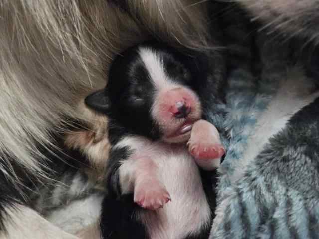 ANKC registered Border Collie puppies | Dogs & Puppies | Gumtree ...