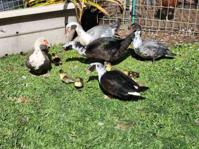 Day to week old Muscovy Ducklings 4sale | Birds | Gumtree Australia ...