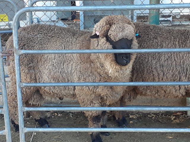 sheep, spinning wool. black and coloured, moorit, hetrozygous ...