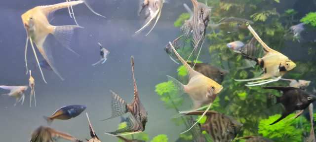 Aquarium Angel Fish, Platinum, Gold, Black, Trio koi & Sapphire blue ...