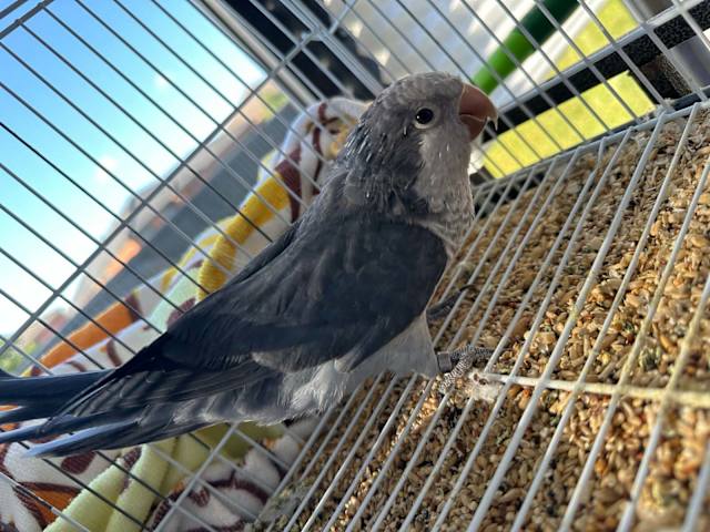 Cobalt quaker DNA male | Birds | Gumtree Australia Cardinia Area ...
