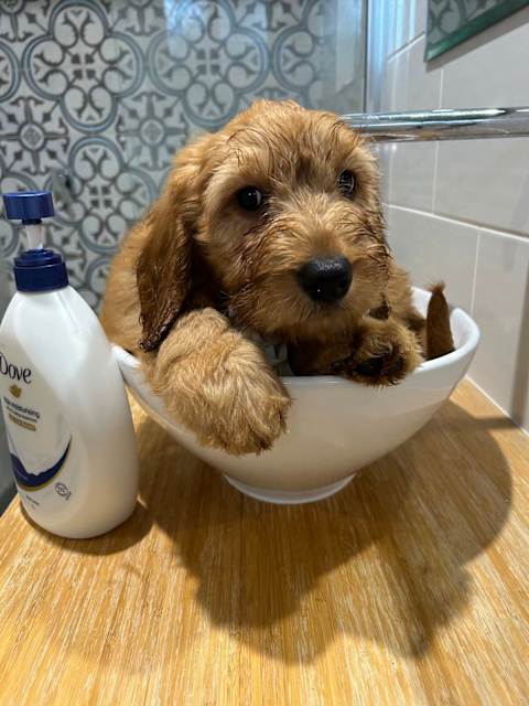 F1b Super fluffy Non shedding Hypoallergenic Red Groodle puppies | Dogs ...