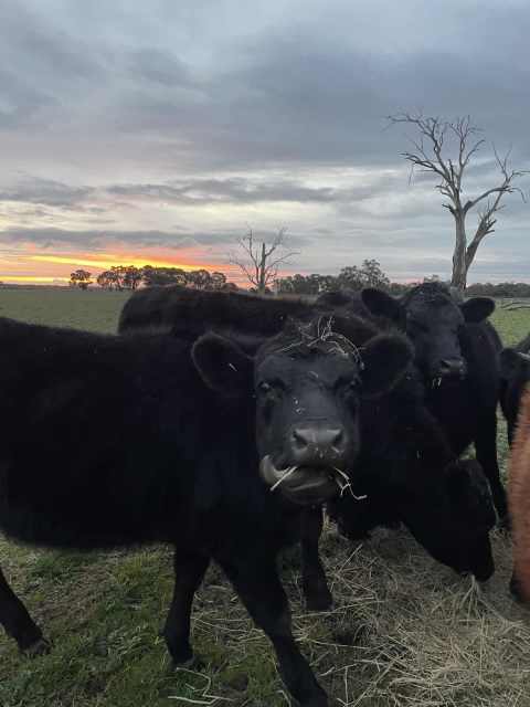 Angus x heifers | Livestock | Gumtree Australia Mitchell Area - Seymour ...