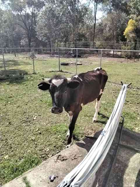 Free cattle dairy 1 steer named Romeo | Livestock | Gumtree Australia ...