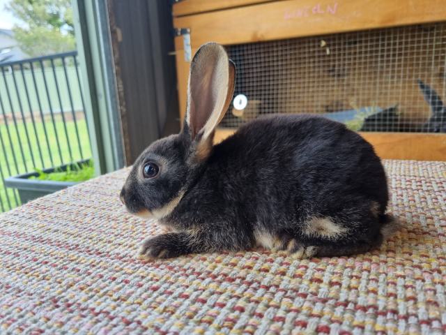standard Rex Rabbit / Female (Doe) | Rabbits | Gumtree Australia Nowra ...
