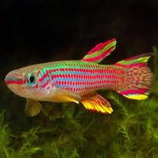 Red Striped Killifish (Aphyosemion Striatum) and endler guppies | Fish ...