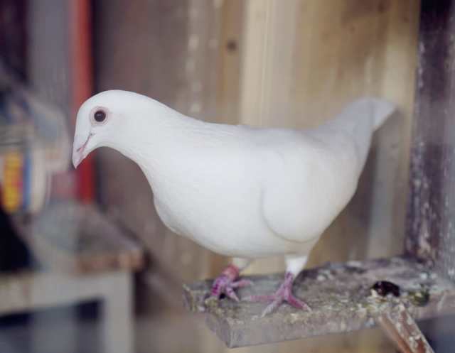Quality Pure White Racing Pigeons! | Birds | Gumtree Australia The ...