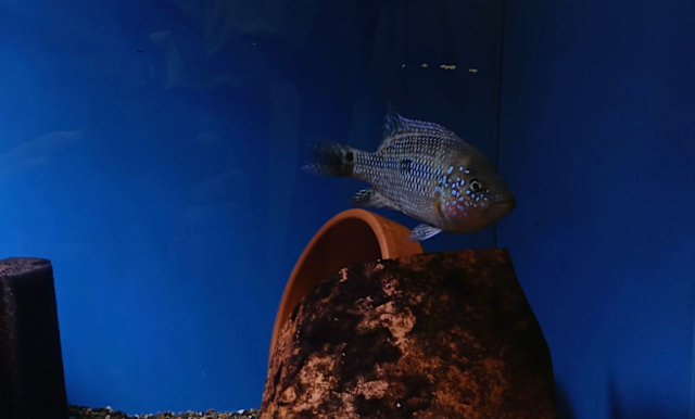 umbee cichlid. kronoheros cf umbriferus Rio magdalena | Fish | Gumtree ...