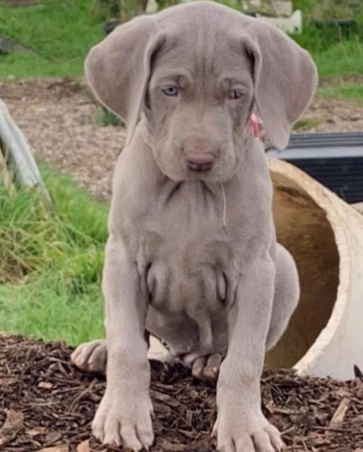 Purebred Weimaraner Puppies | Dogs & Puppies | Gumtree Australia ...