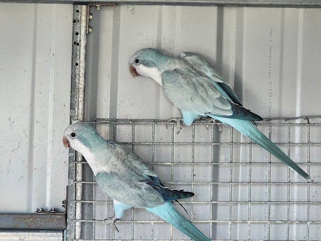 Bonded Pair Blue Opaline Quakers | Birds | Gumtree Australia Bendigo ...