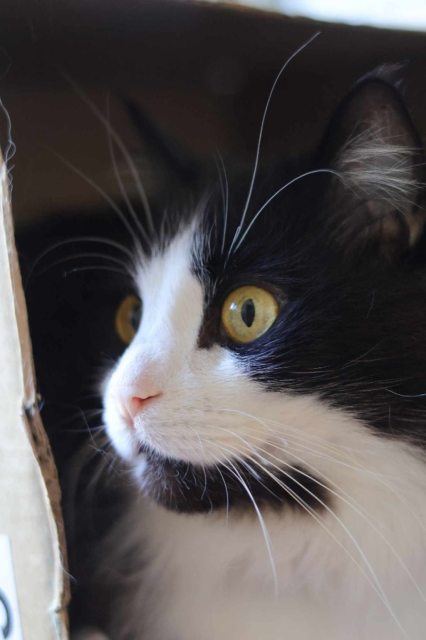 Chase Brushtail - Special Sweetie - Male Domestic Medium Hair | Cats ...