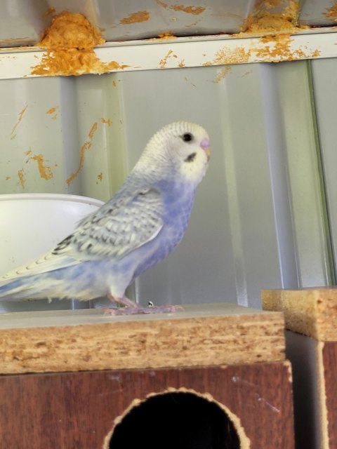 Baby budgies , Location -Bertram. | Birds | Gumtree Australia Kwinana ...