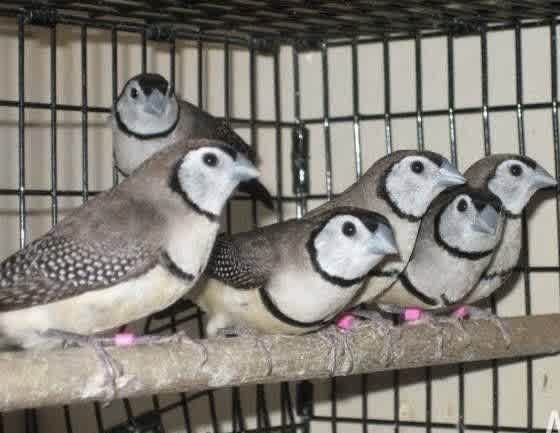 Double bar finches | Birds | Gumtree Australia Logan Area - Greenbank ...