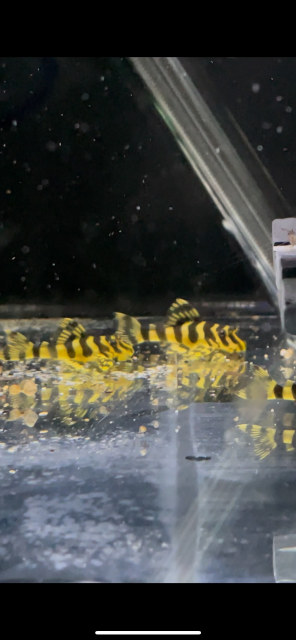 Plecos , catfish , fish , L134 | Fish | Gumtree Australia Joondalup ...