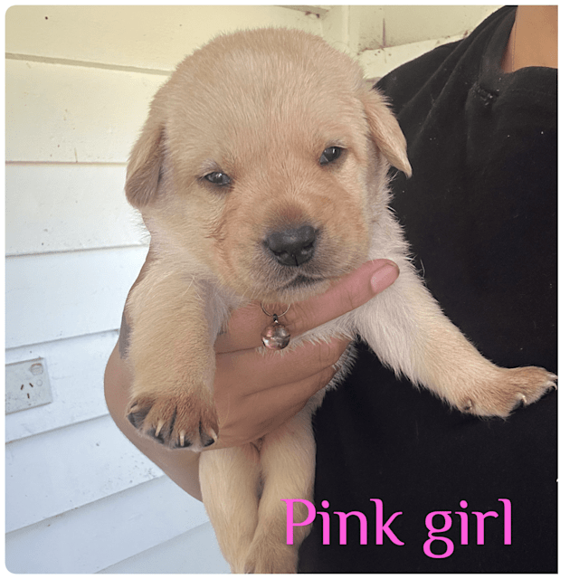 Beautiful Labrador babies | Dogs & Puppies | Gumtree Australia ...
