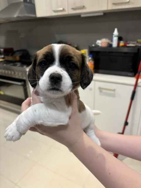 3 GORGEOUS KING CHARLES CAVALIER X JACKY | Dogs & Puppies | Gumtree ...