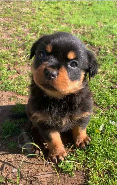 BEAUTIFUL ROTTWEILER PUPPIES!!! | Dogs & Puppies | Gumtree Australia ...