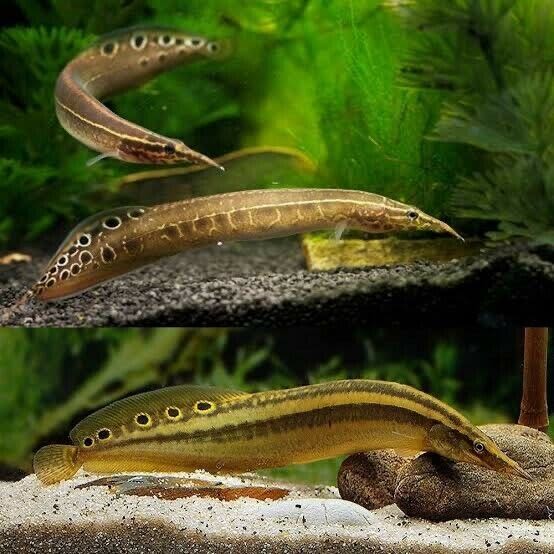 Spiny Eels - live aquarium fish | Fish | Gumtree Australia Ryde Area ...