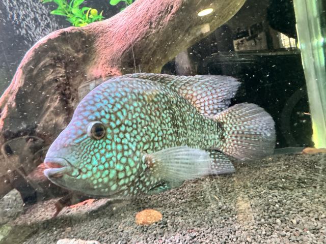 Colourful American cichlids | Fish | Gumtree Australia Pine Rivers Area ...