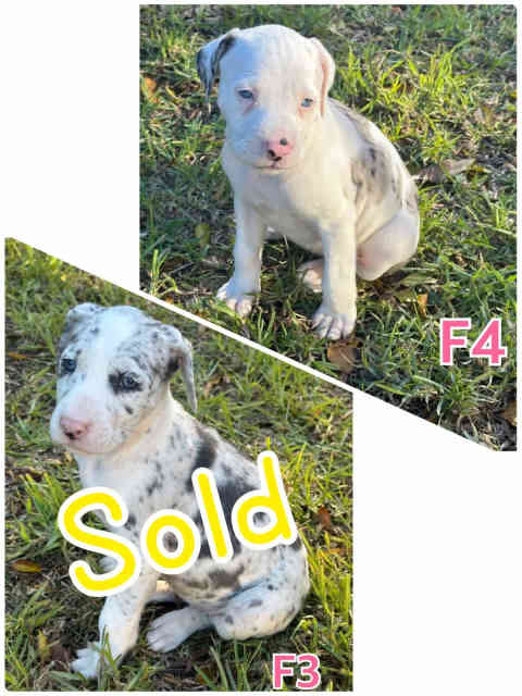 Dane Merle x Bull Arab …Only 2 left! | Dogs & Puppies | Gumtree ...
