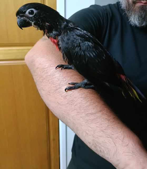 hand tame black lorrie | Birds | Gumtree Australia Logan Area - Browns ...