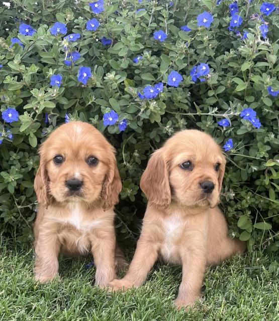 Golden Cockalier puppies King Charles Cavalier X Cocker Spaniel | Dogs ...