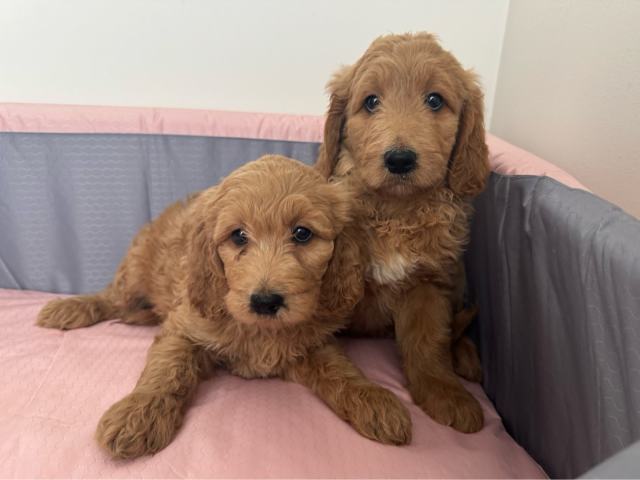 F1 First Gen Groodle Puppies For Sale Ready To Go Now | Dogs & Puppies ...