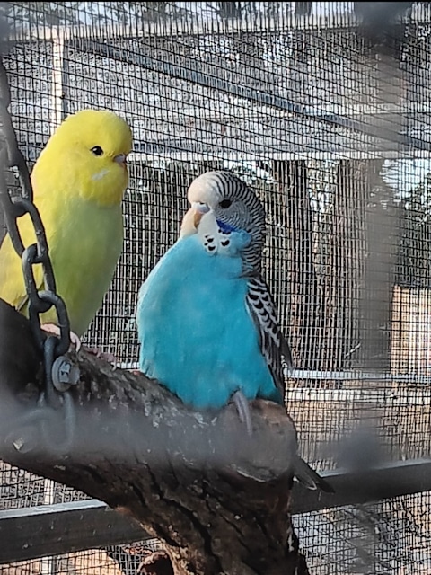 young budgies | Birds | Gumtree Australia Penrith Area - Londonderry ...