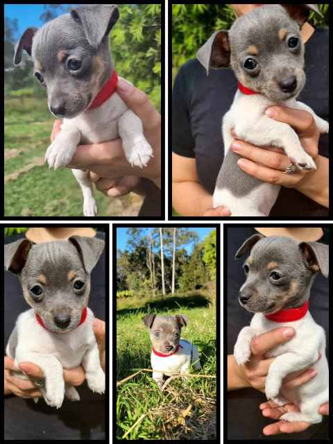 Gorgeous Blue Tri-colour and Black Tri-colour Mini Foxies ready to go ...