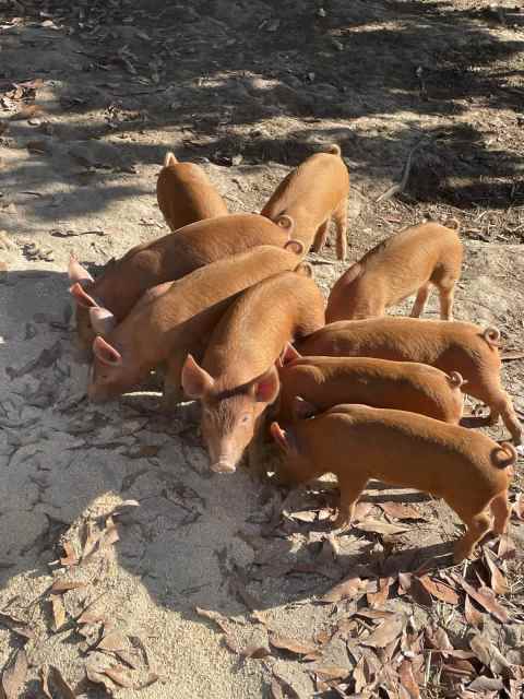 Purebred Tamworth Red Piglets | Livestock | Gumtree Australia Tweed ...