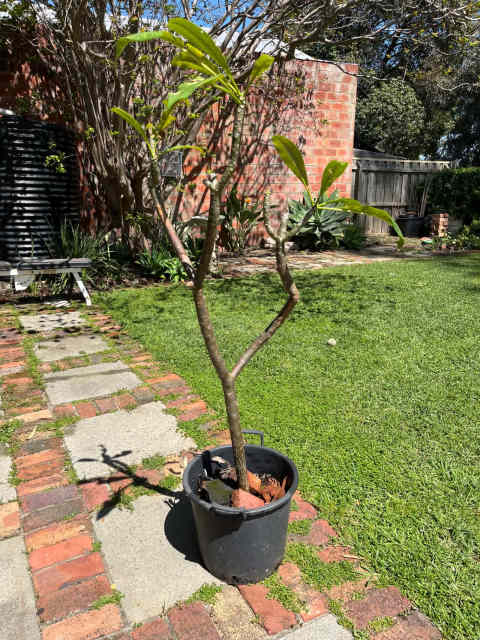 Frangipani - Plants in Guildford WA | Gumtree Australia